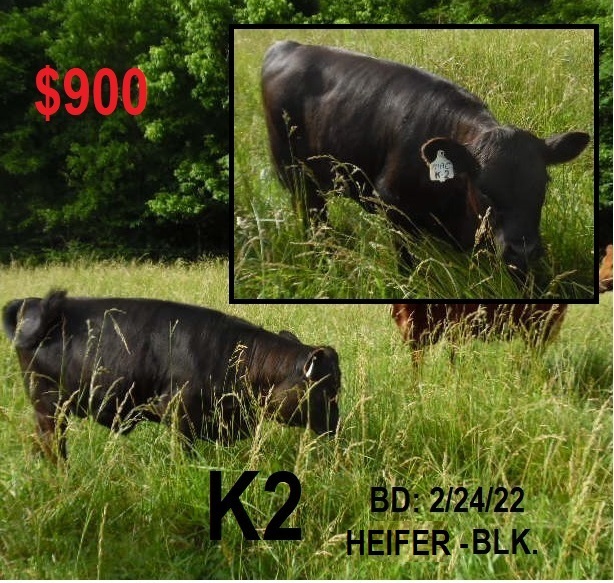 Breeding for A2A2 and HOMOZYGOUS POLLED red Dexter Cattle